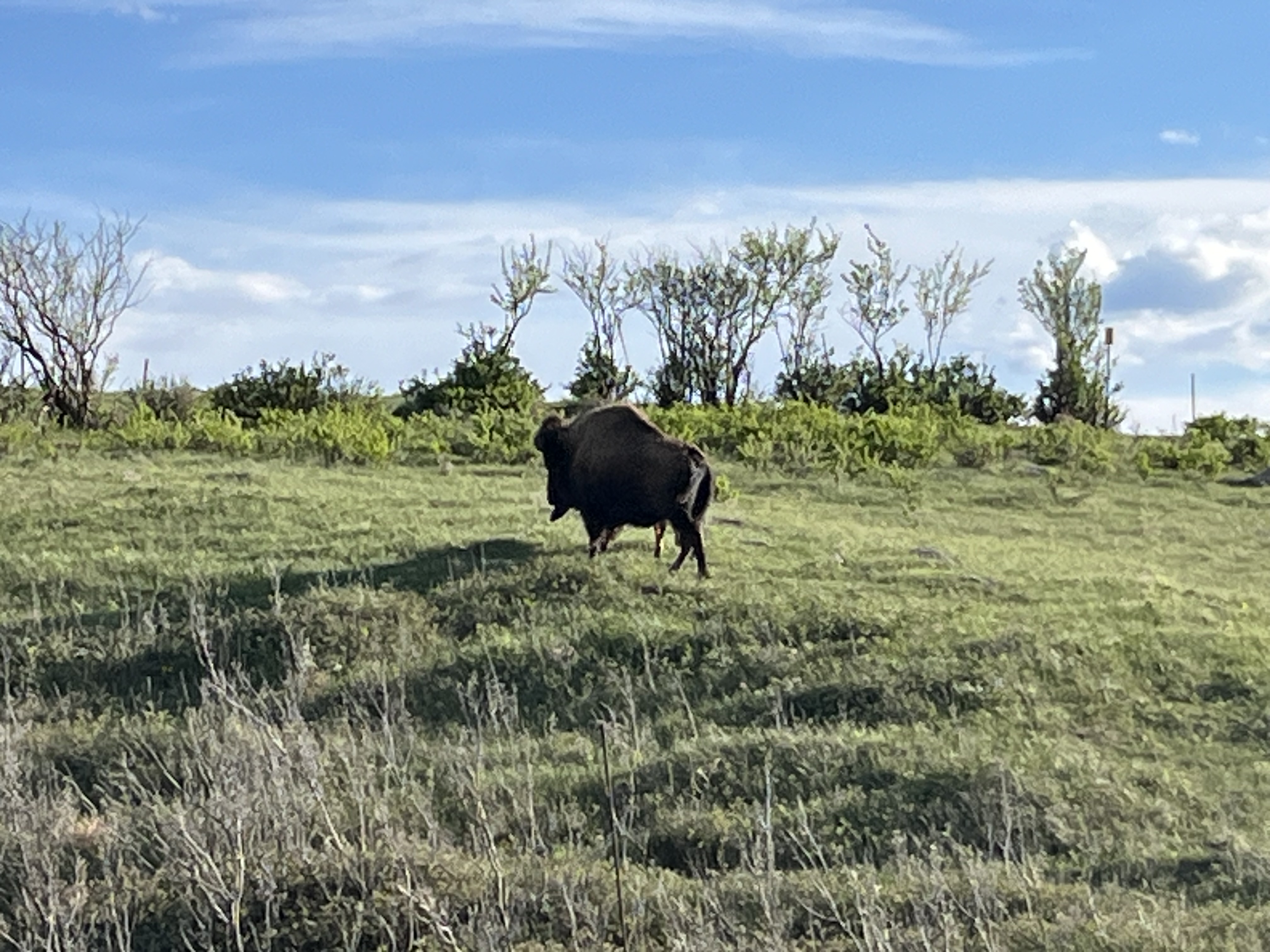 Sask. conservation group educates on the "genetic legacy" of bison ...
