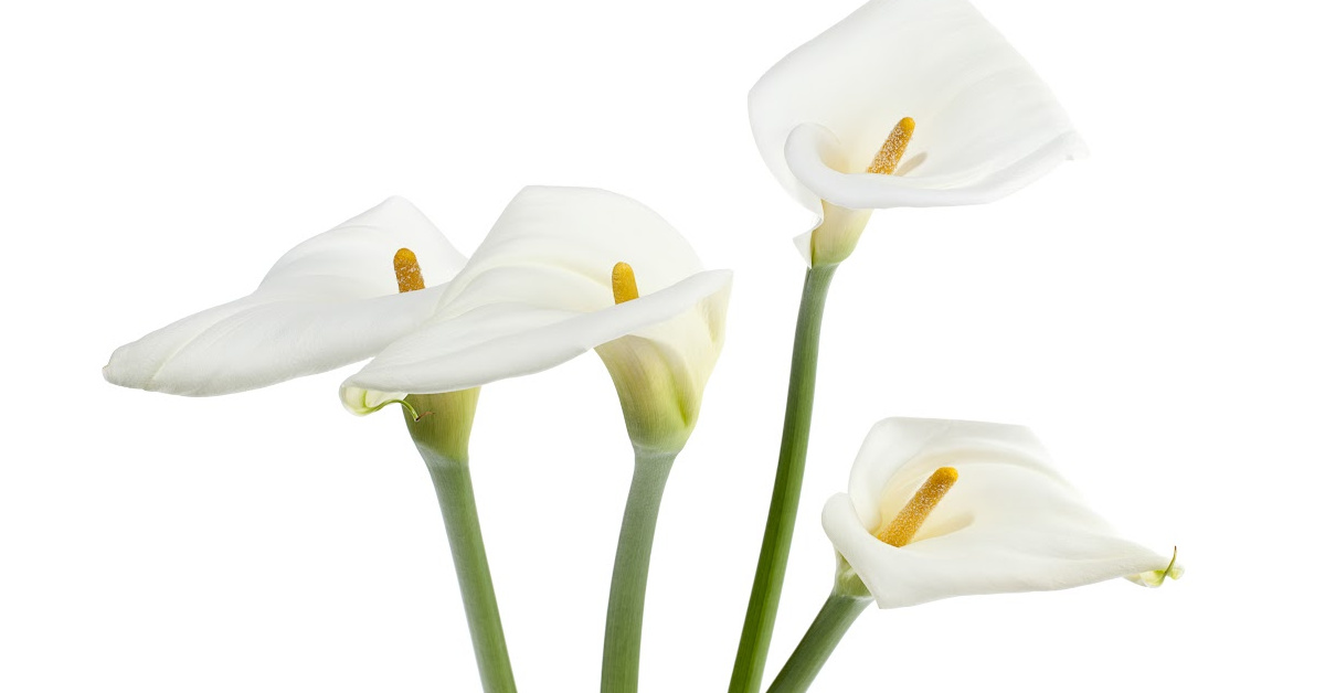 Audrey Florence Spicer - DiscoverMooseJaw.com - Local news, Weather ...