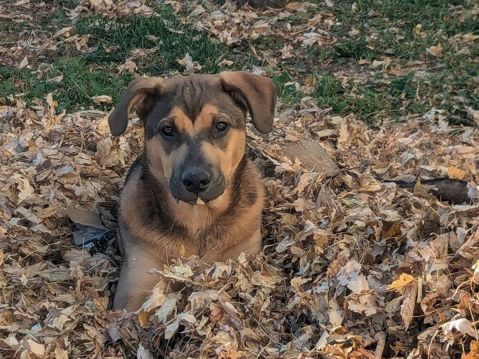 From squirrel chases to couch naps, Portage pets know how to do fall ...