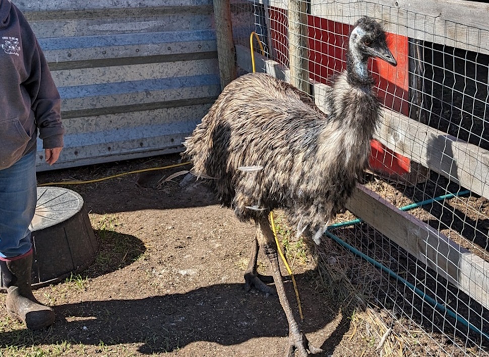 CFIA maintains control of ostriches at Edgewood farm amid H5N1 concerns ...
