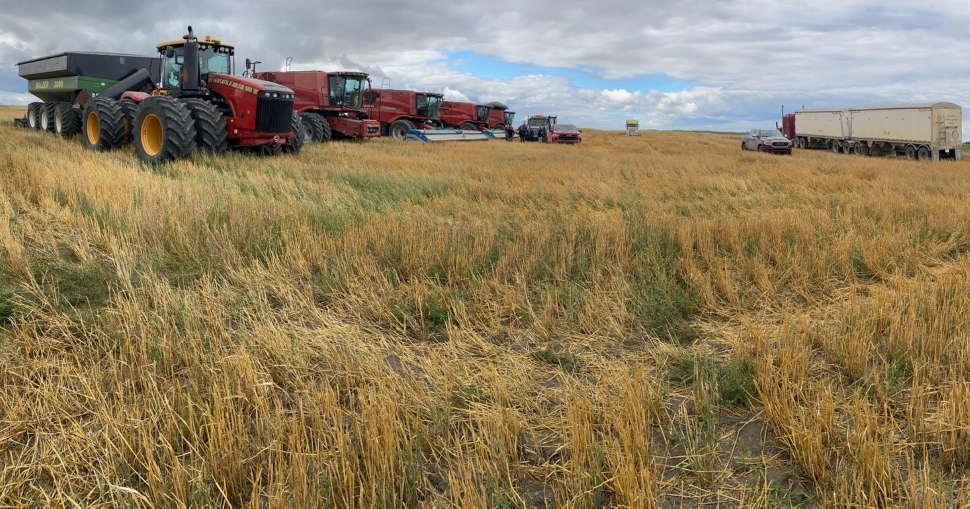 Producers return to harvesting after rain delay, only 30 percent left ...