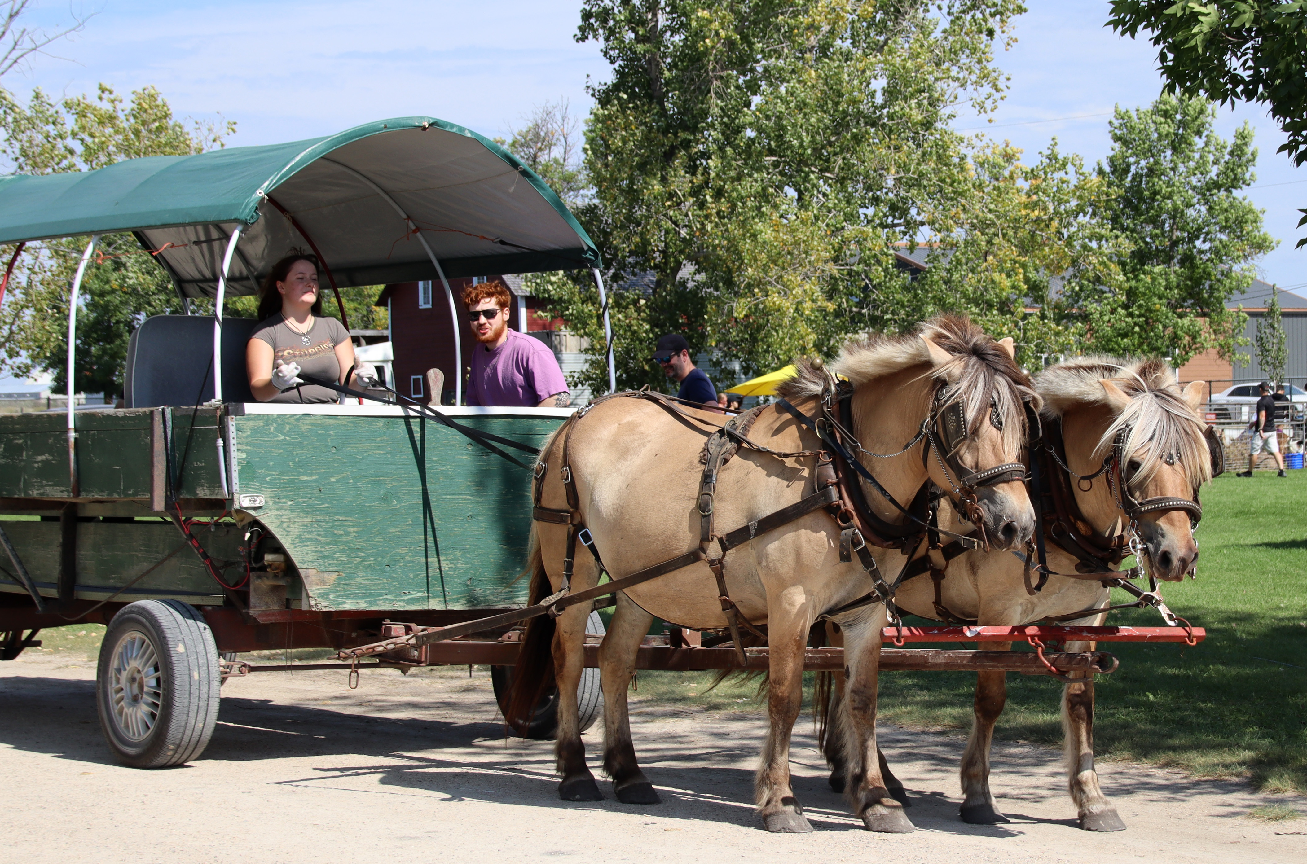 Harvest and hard work at Fall on the Farm - SteinbachOnline.com - Local ...