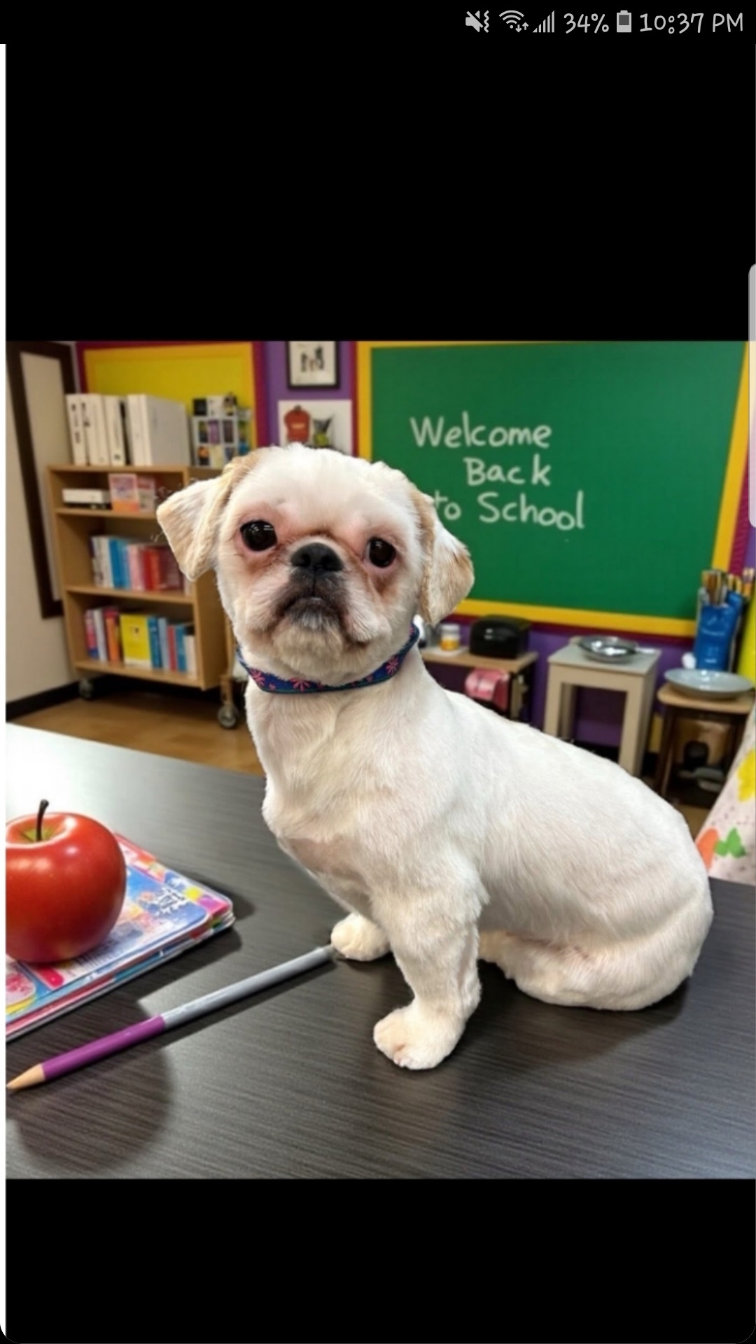 Pet Valu Perfect Pet Contest - September 2025 Submissions ...