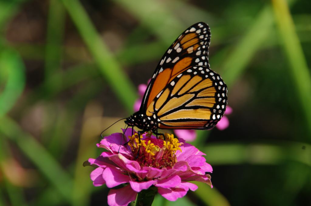‘Flowers for the flight’: Endangered Monarch butterflies need fuel for ...