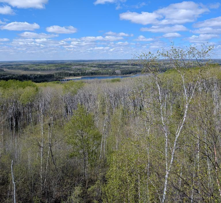 Saskatchewan celebrates resilience of forests and forestry workers ...