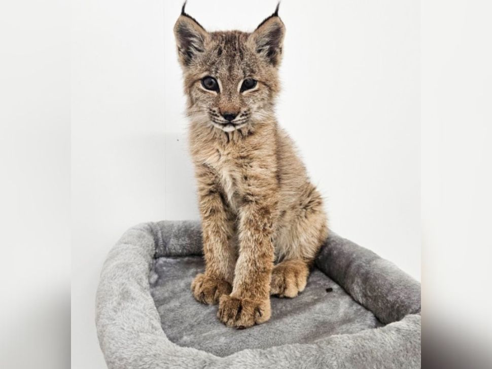 Road to recovery: Wildlife Haven’s newest resident - Classic107 ...