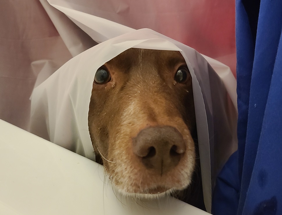 August's Perfect Pet is Zeke! - DiscoverMooseJaw.com - Local news ...