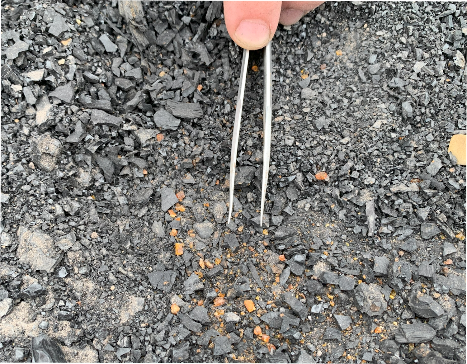 Estevan’s Ancient Amber sheds light on life after the dinosaurs ...