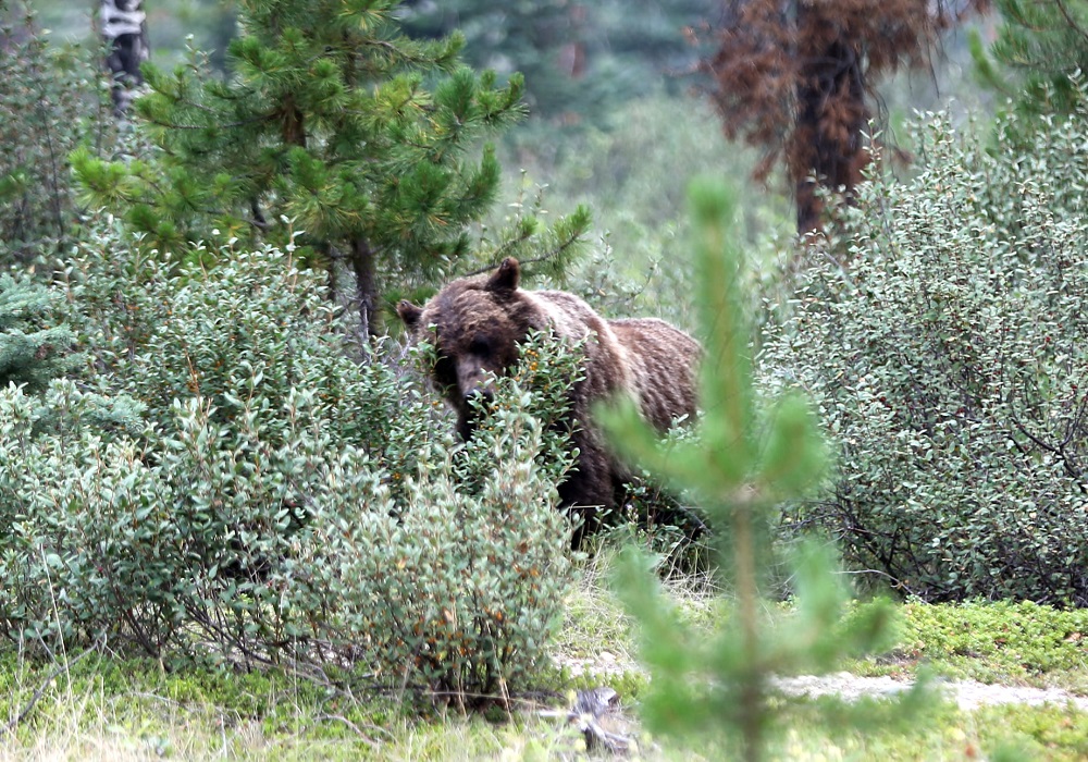 Grizzly bear bluff charges in K-Country cause bear warnings ...