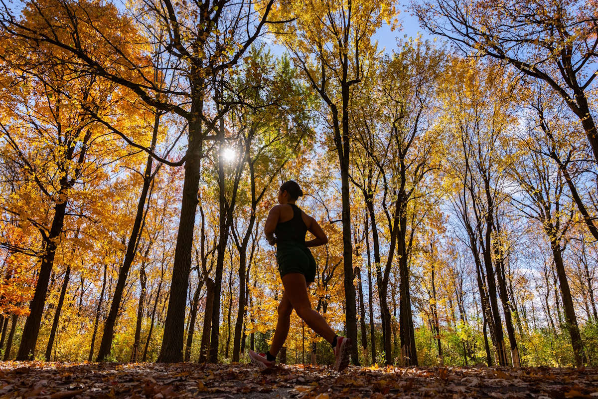 What could drought-stricken forests mean for Canada's fall foliage ...