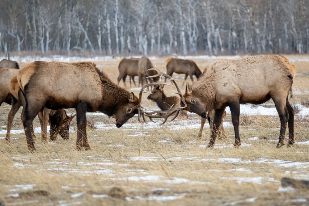 Expanded elk hunt set to take place in southern Saskatchewan ...