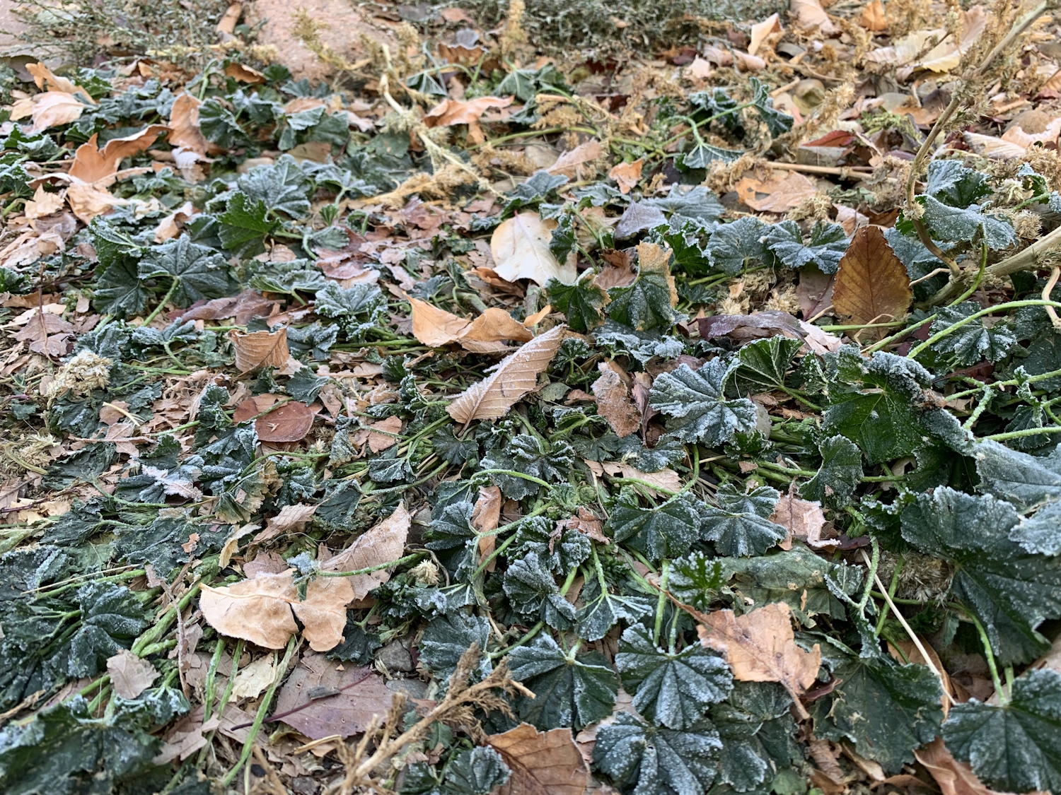 Extremely late first frost imminent for southwest - SwiftCurrentOnline ...