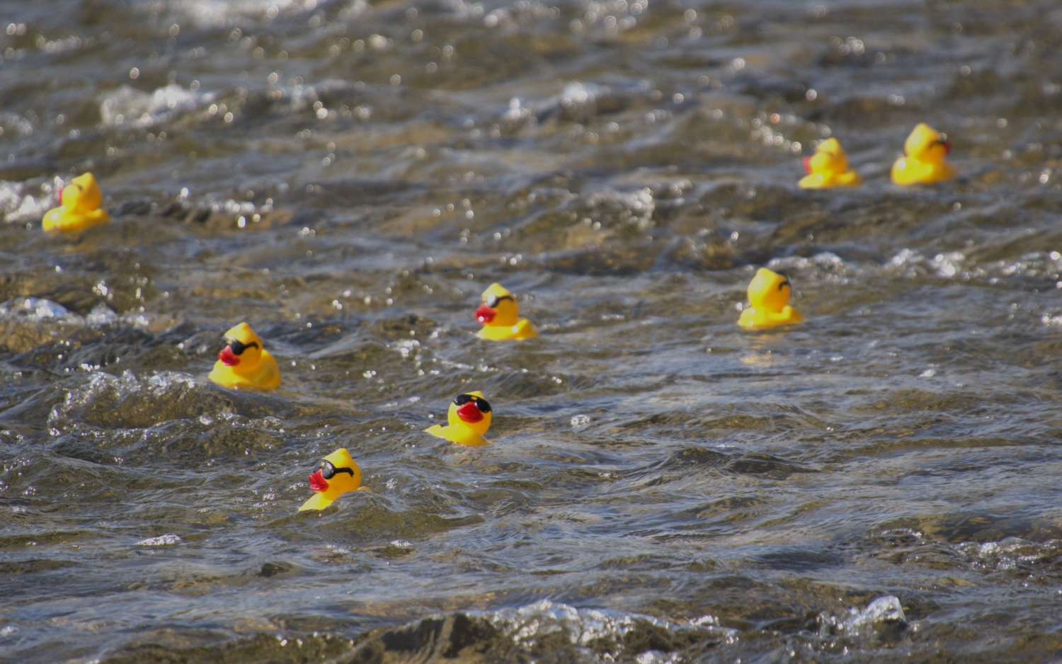 Gallery: Rubber duck race and carnival returns to Okotoks for third ...