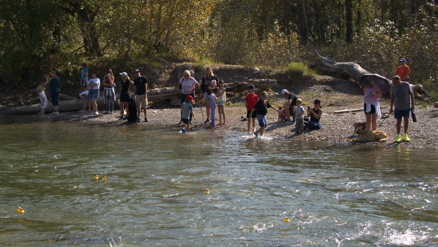 Gallery: Rubber duck race and carnival returns to Okotoks for third ...