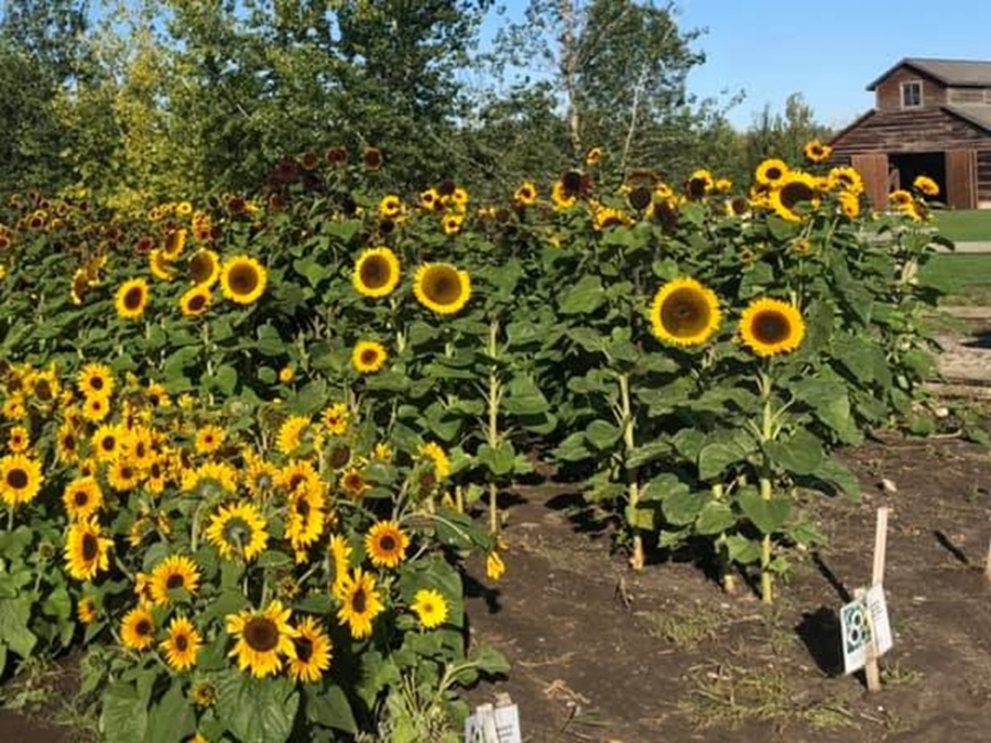 Will there be a Sunflower Harvest Night this year? - StrathmoreNow.com ...