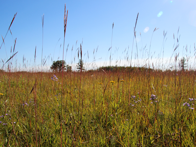 Eerie sounds and misunderstood creatures: Exploring fall in the tall ...