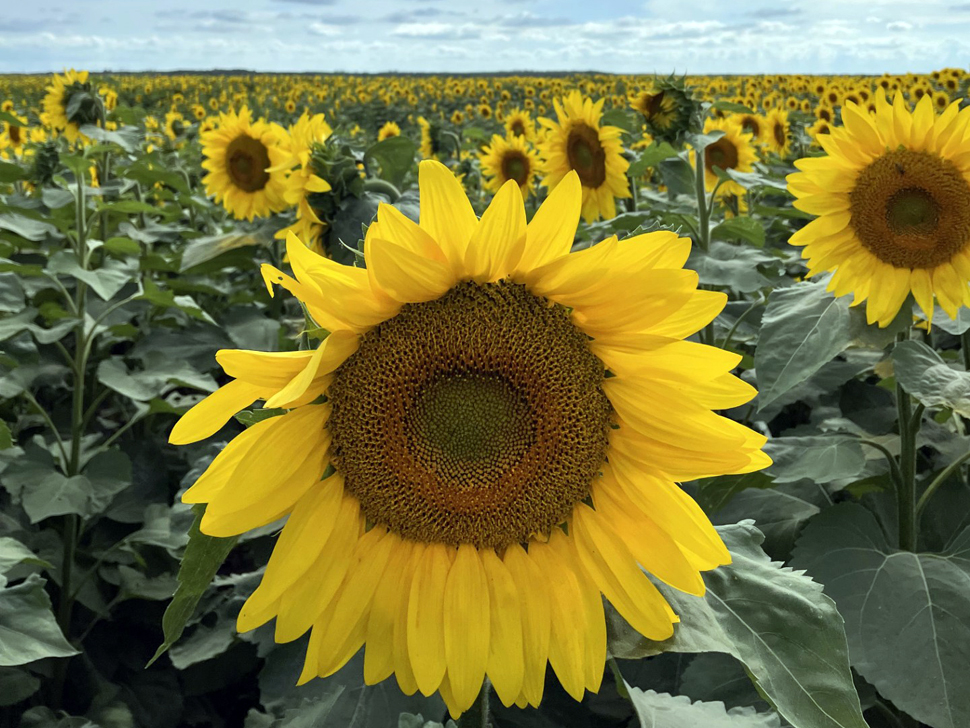 Sunflower harvest nears completion with favourable yields ...