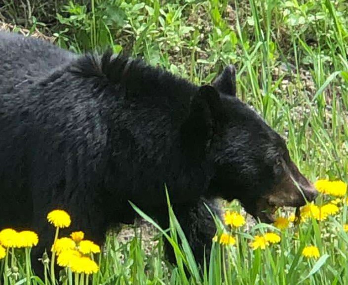 Second bear warning in days issued in Kananaskis after bluff charge ...