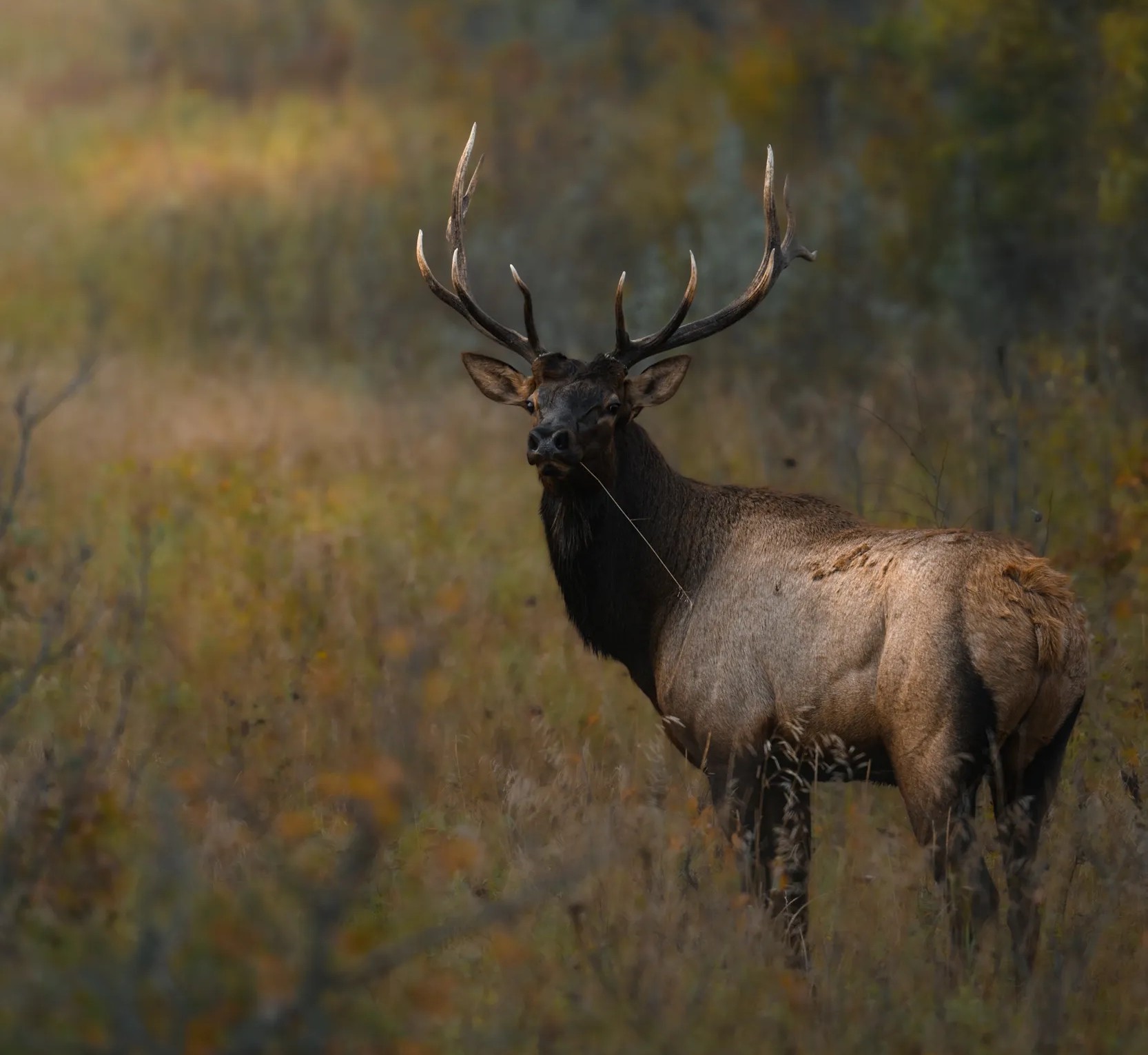 Wildlife Federation challenges province on elk hunt using government's ...