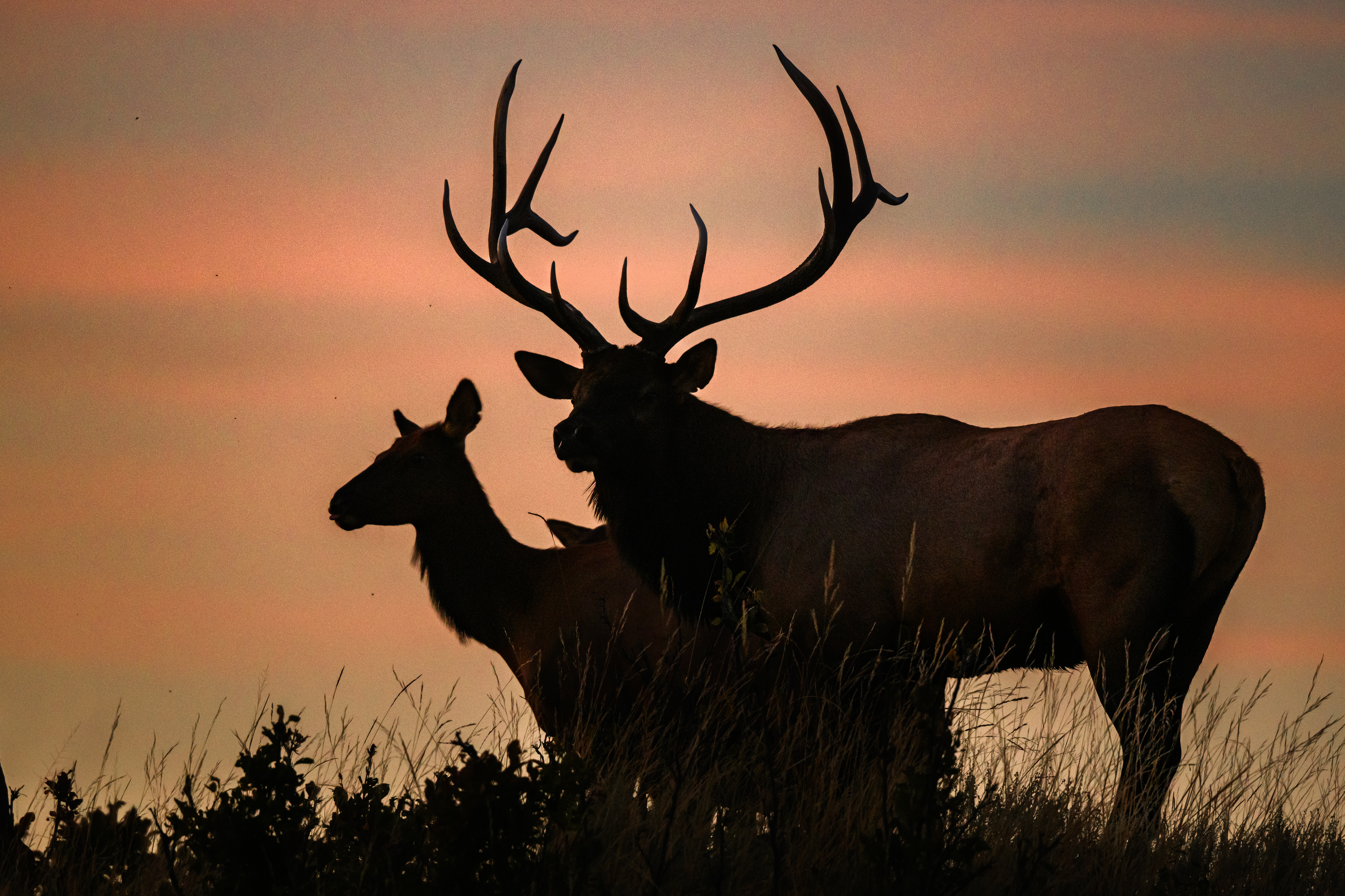 Southwest hunter expresses unease over out-of-season elk hunt ...