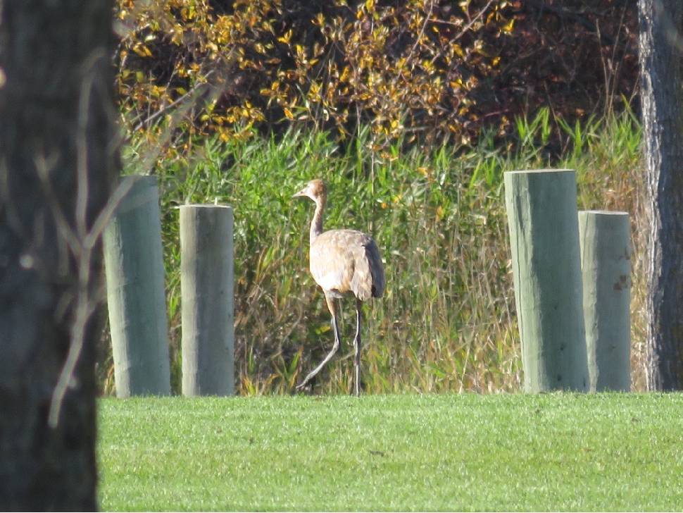 From cranes to crocuses, spring begins to stir in Tall Grass Prairie ...