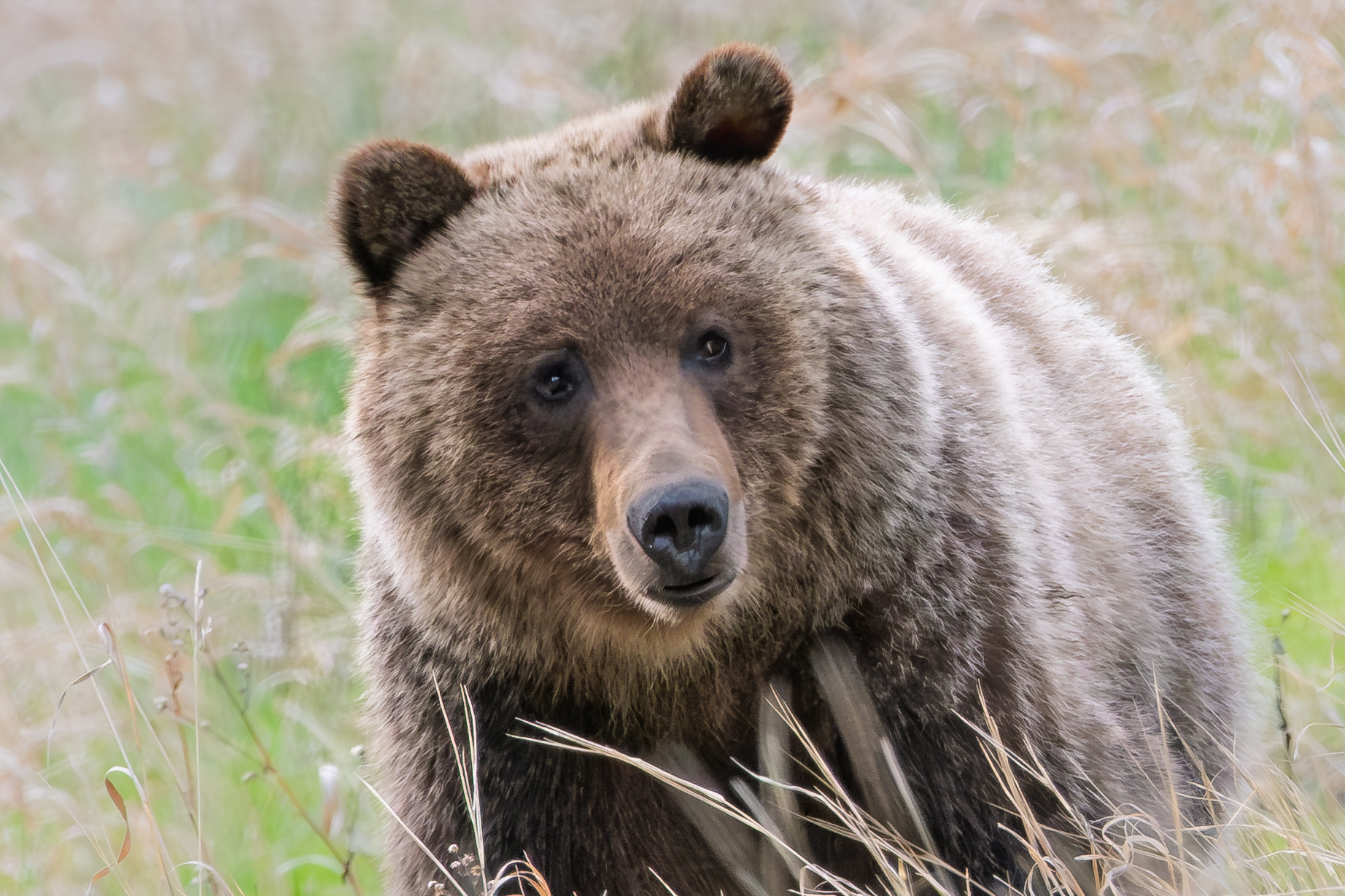 Bear warning issued after bluff charge in Kananaskis - CochraneNow ...