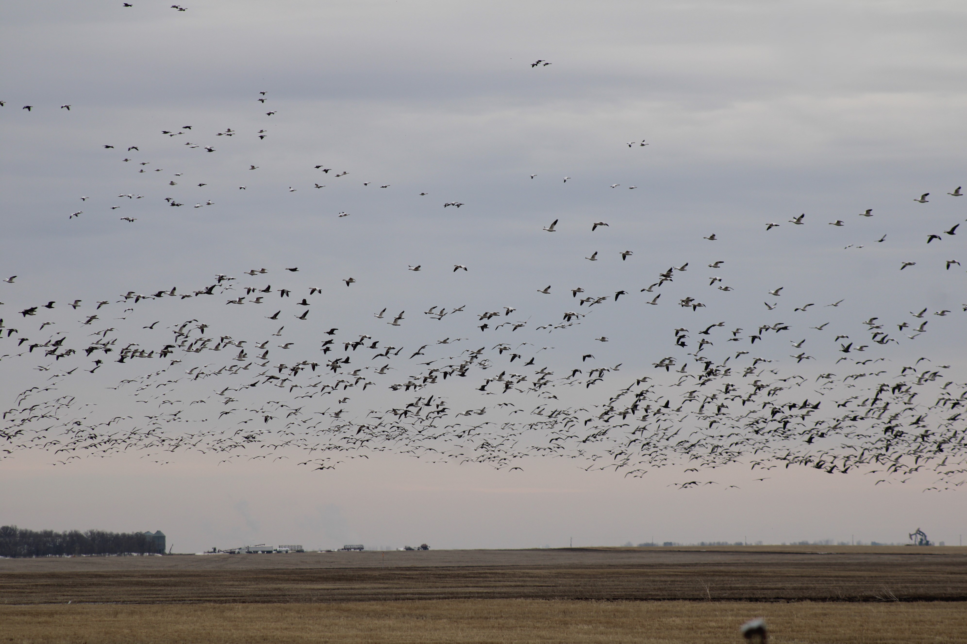 Province warns of increasing number of sick and dead birds ...