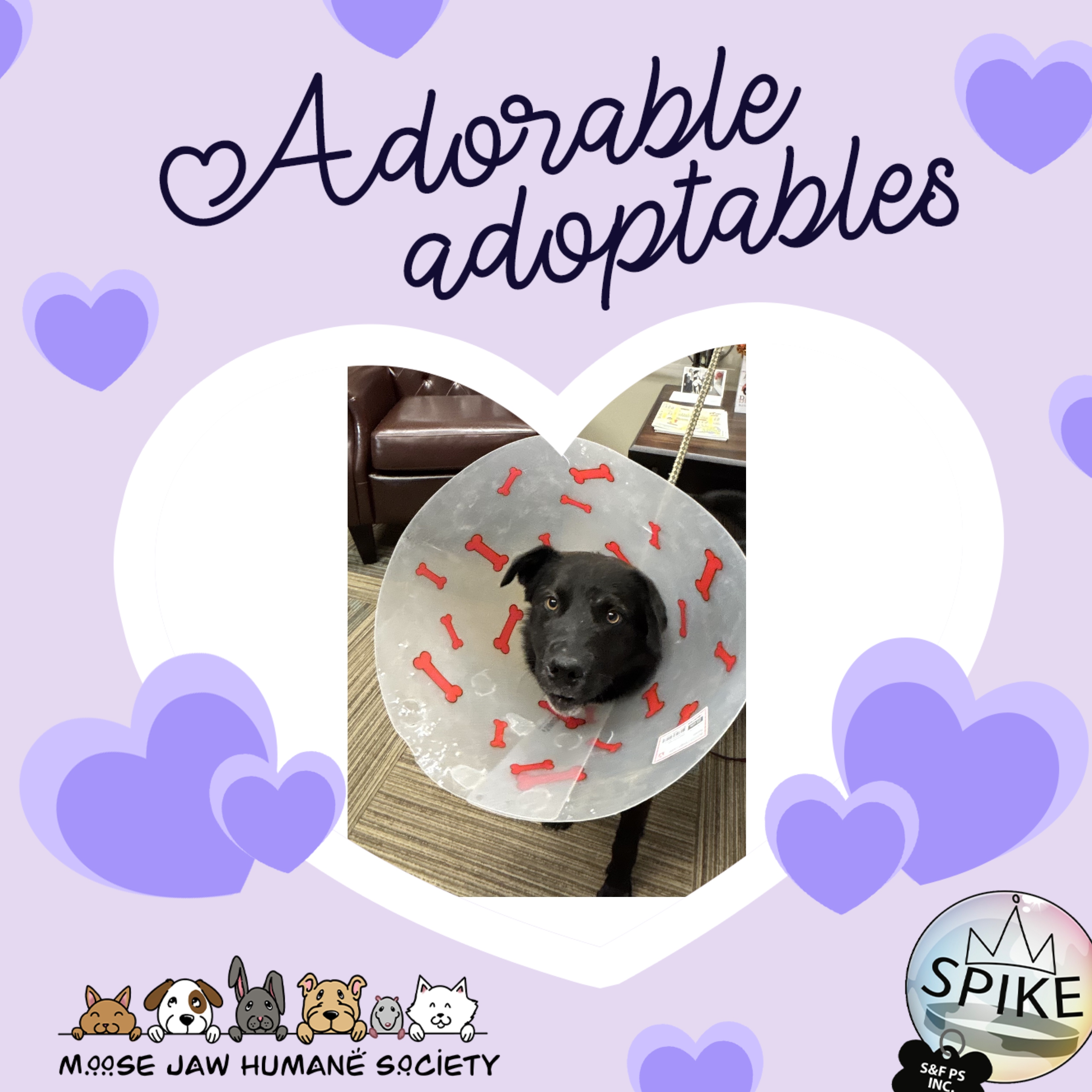 Meet Peter Quill : October 3rd's Spike Grooming & Pet Boarding Retreat ...