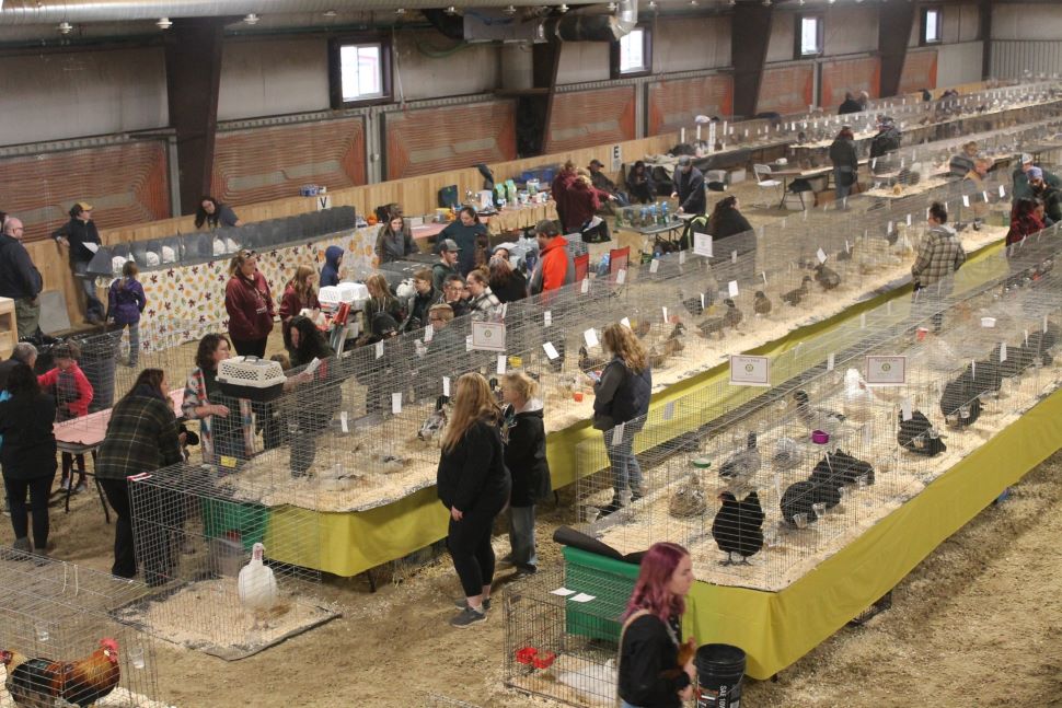 Sask aviculturists to gather in Moose Jaw for upcoming Prairie Poultry ...