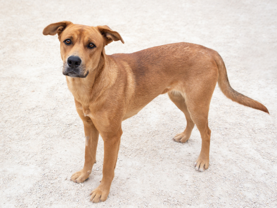 Shelter dogs get a taste of office life through new Winnipeg program ...