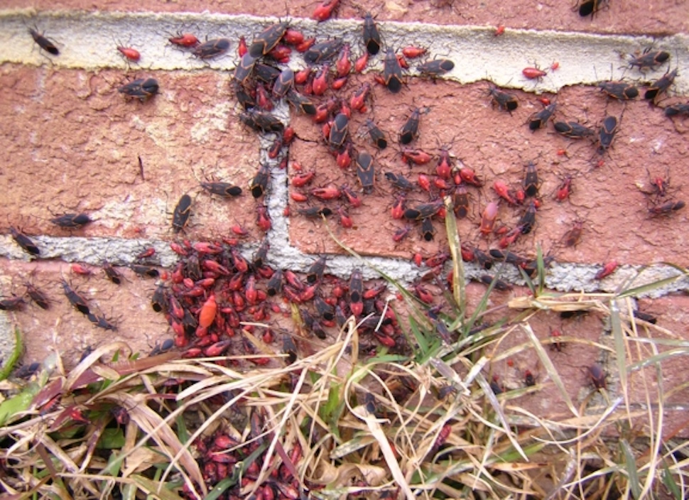 They’re back! City of Red Deer’s humorous take on Box Elder Bug season ...