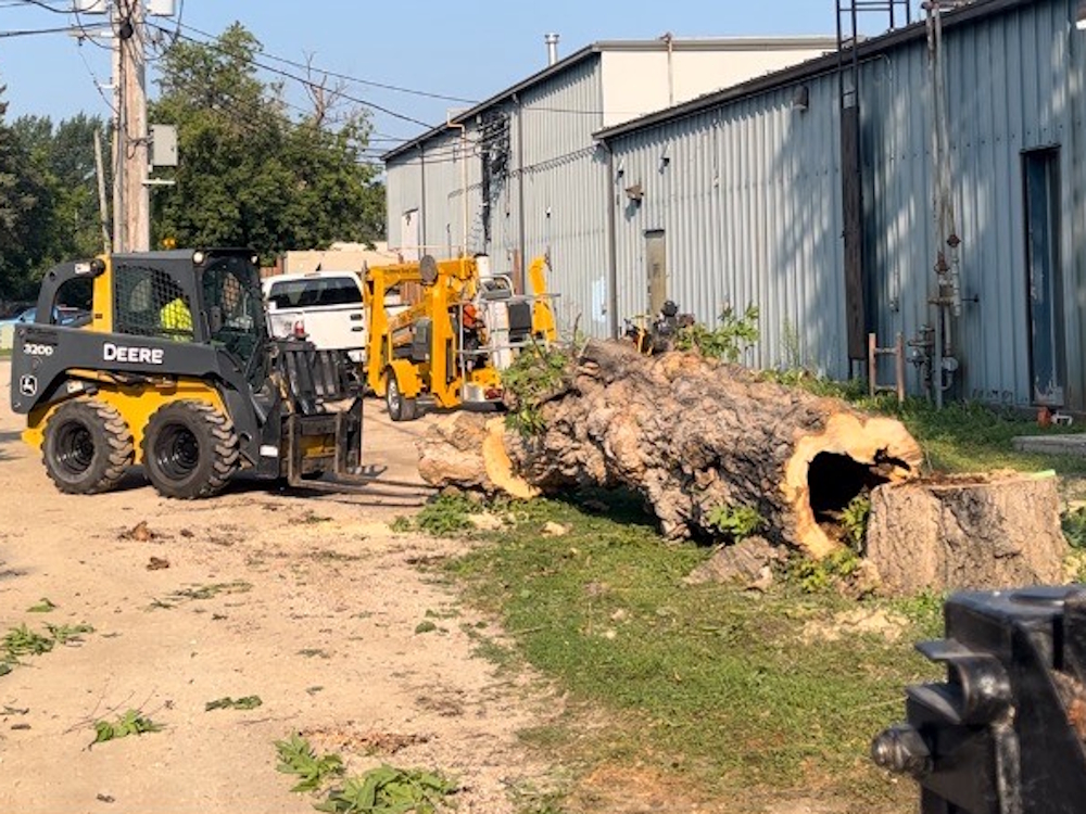 Tree health after the windstorm: what to watch for and when to act ...