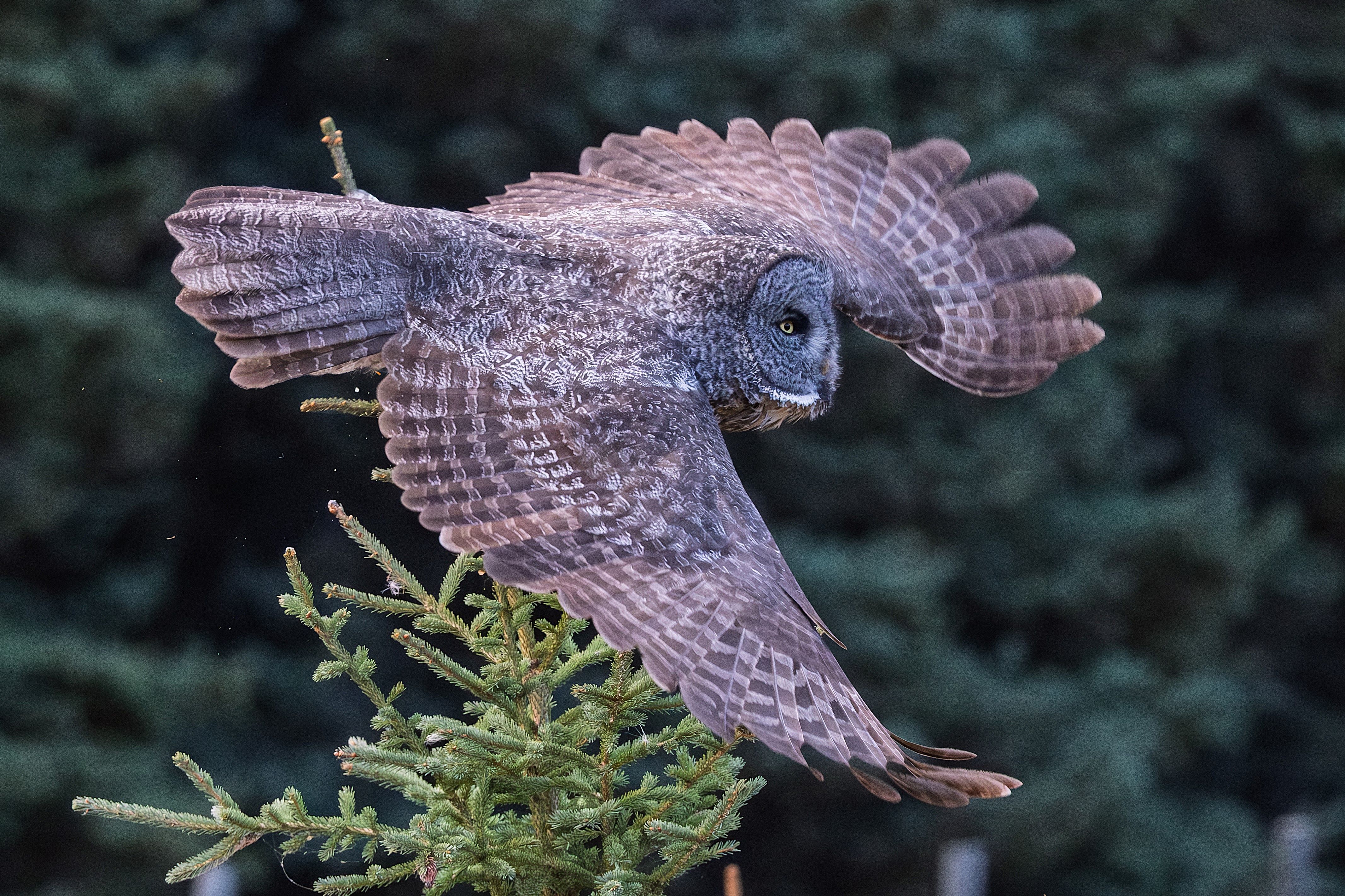 Patience rewarded: Cochrane’s Mike Reece captures nature’s quiet hunter ...