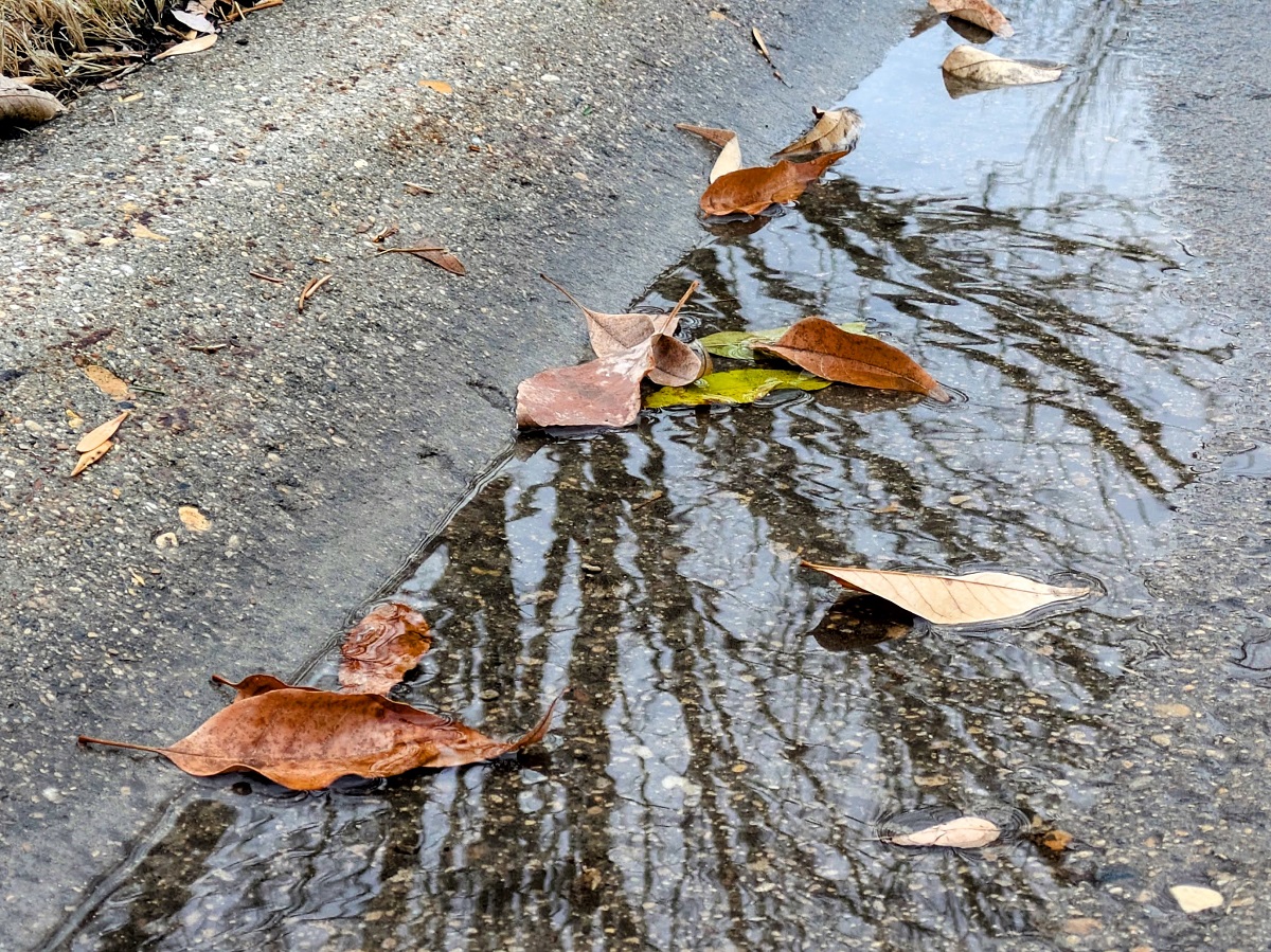 Thanksgiving Sunday rainfall reported by Rainwatchers ...
