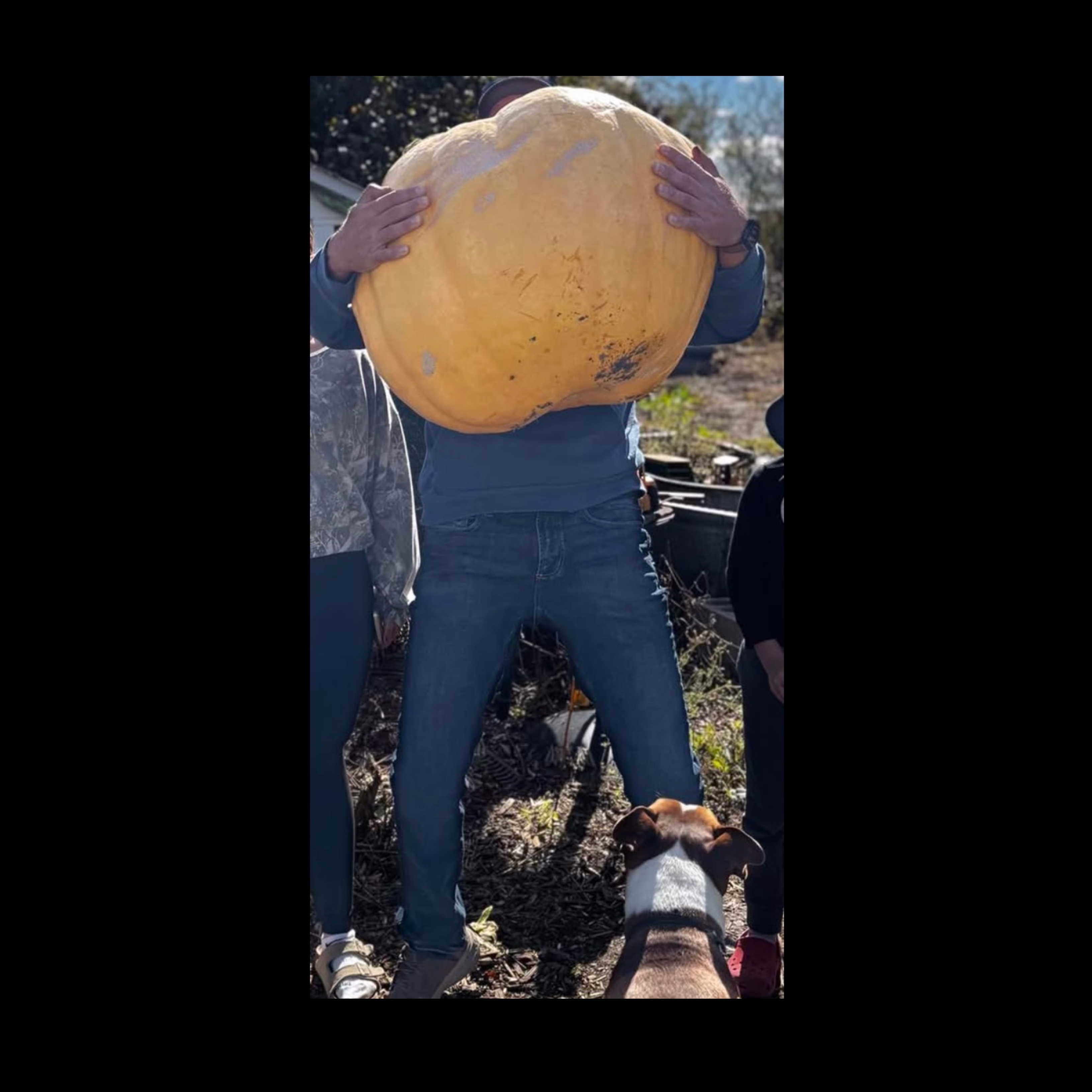 Gourd-geous and Gigantic: Meet the 140-Pound Pumpkin Turning Heads ...