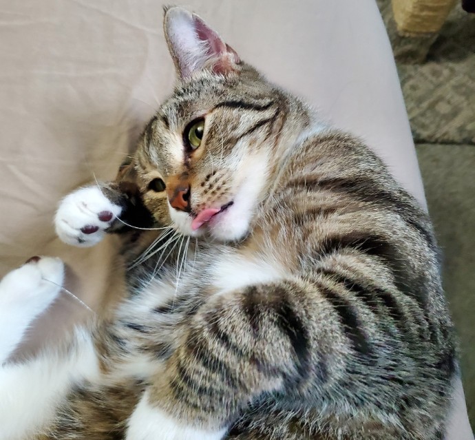 Adorable Adoptables: Meet Sprite, the purr-fect pop of personality ...