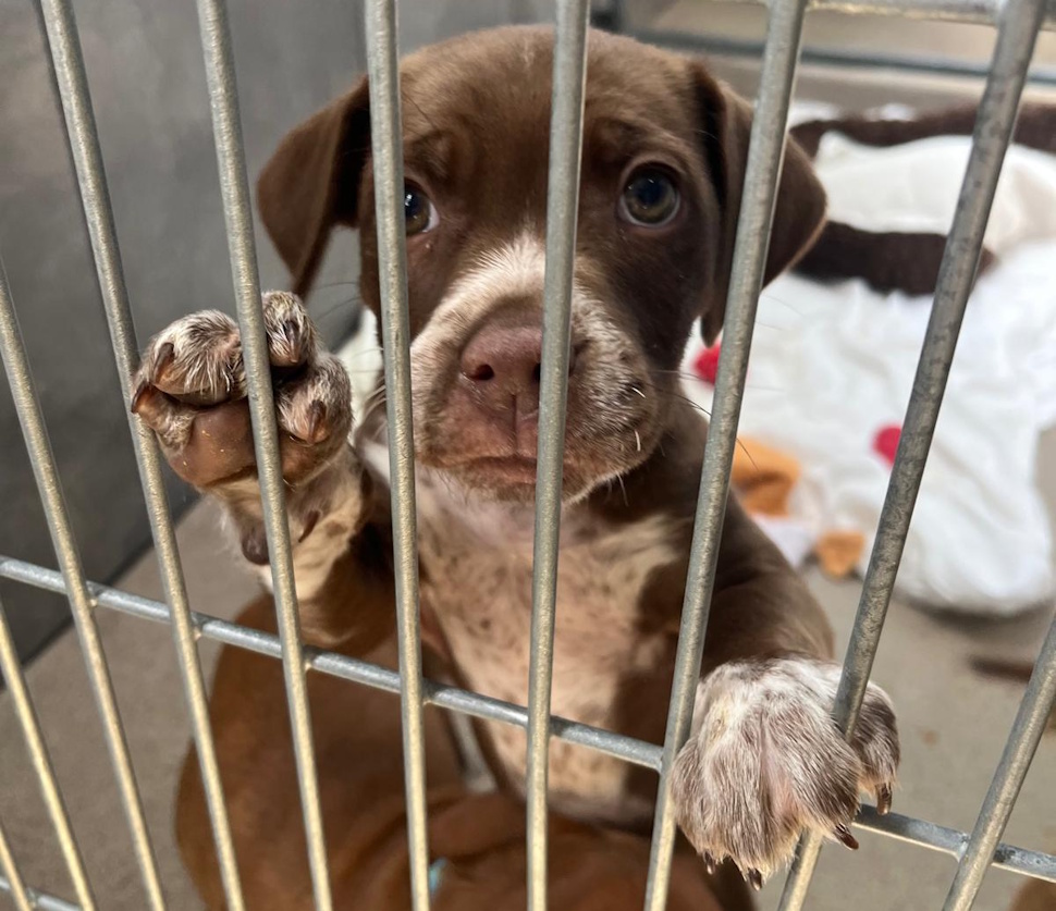 Support local animals this Holiday season with CA Humane’s Giving Tree ...