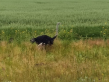 BC Ostrich farm: Supreme Court of Canada appeal dismissed - CochraneNow ...