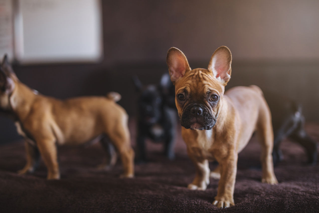 Found the perfect French bulldog online? BBB says it may not exist ...