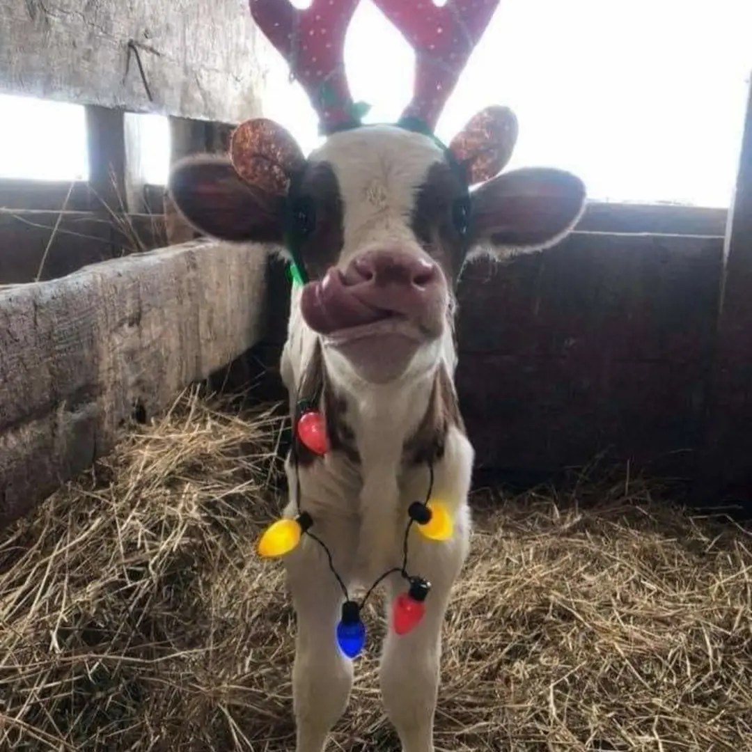 Cow Patti Theatre to bring holiday humour with heart ...