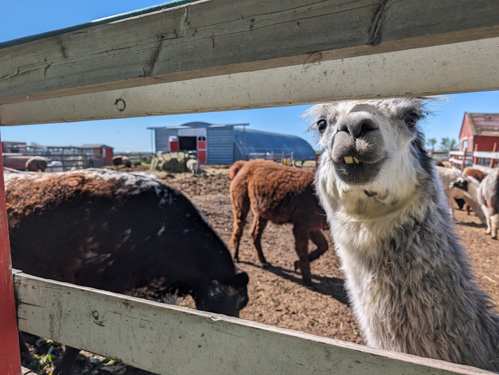Free to Be Me Animal Sanctuary seeks straw, supplies for winter ...