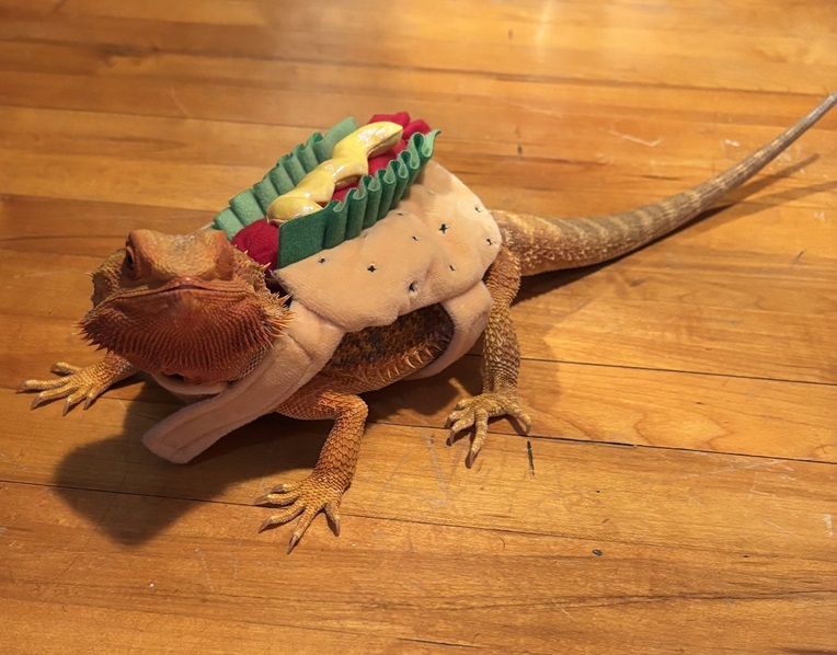 October's Perfect Pet is Gizmo - DiscoverMooseJaw.com - Local news ...