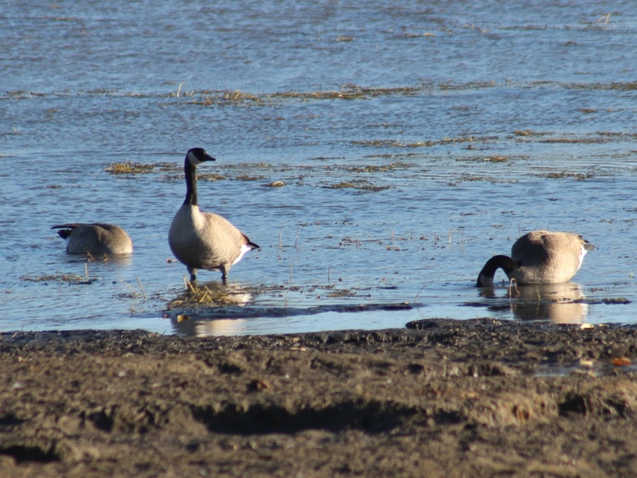 Chestermere Lake lowered in preparation for winter - StrathmoreNow.com ...