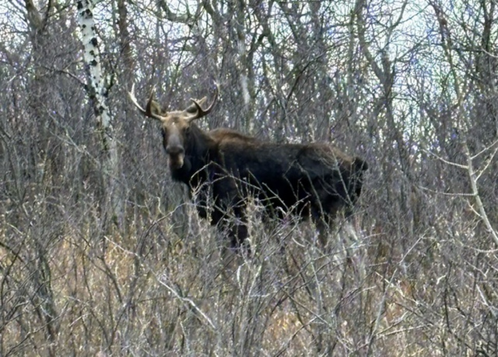 Moose on a stroll in Buffalo Pound - DiscoverMooseJaw.com - Local news ...