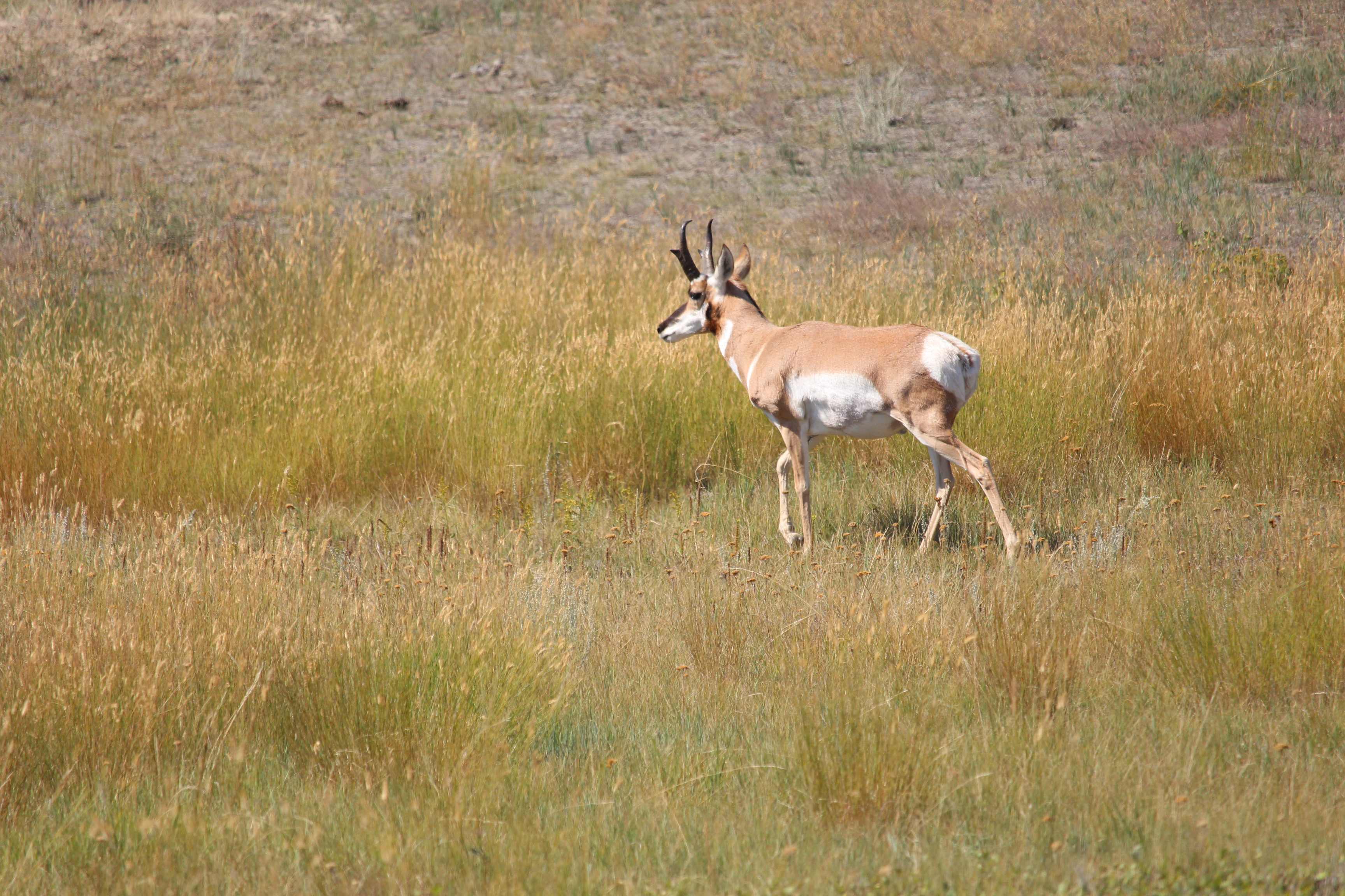 Pronghorn collaring starts up in southwest Sask. - DiscoverMooseJaw.com - Local news, Weather ...