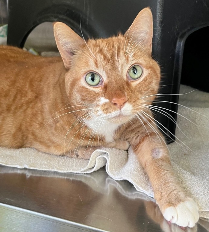 Adorable Adoptables: Tigger bounces into the spotlight - CochraneNow ...