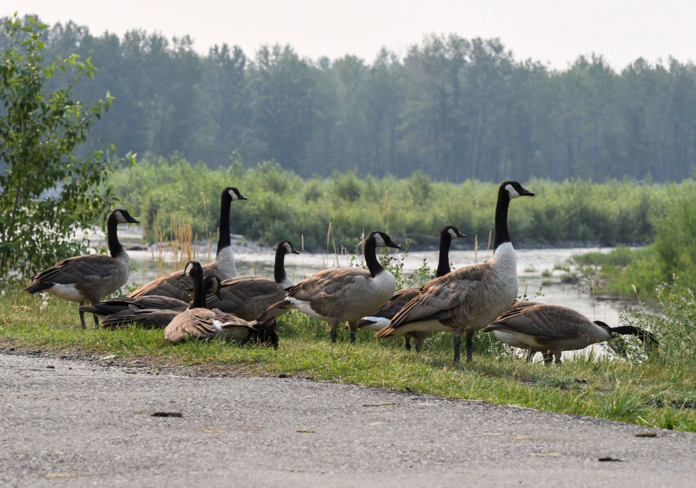 Foothills School Division taking precautions after reports of sick ...