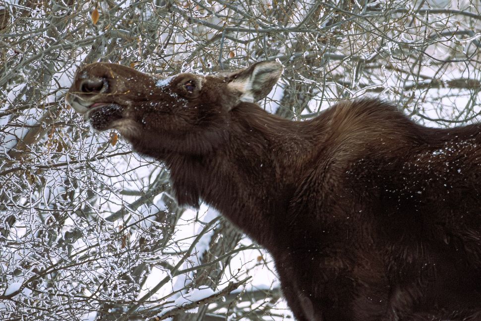 Moose season opens with safety reminders across Manitoba ...