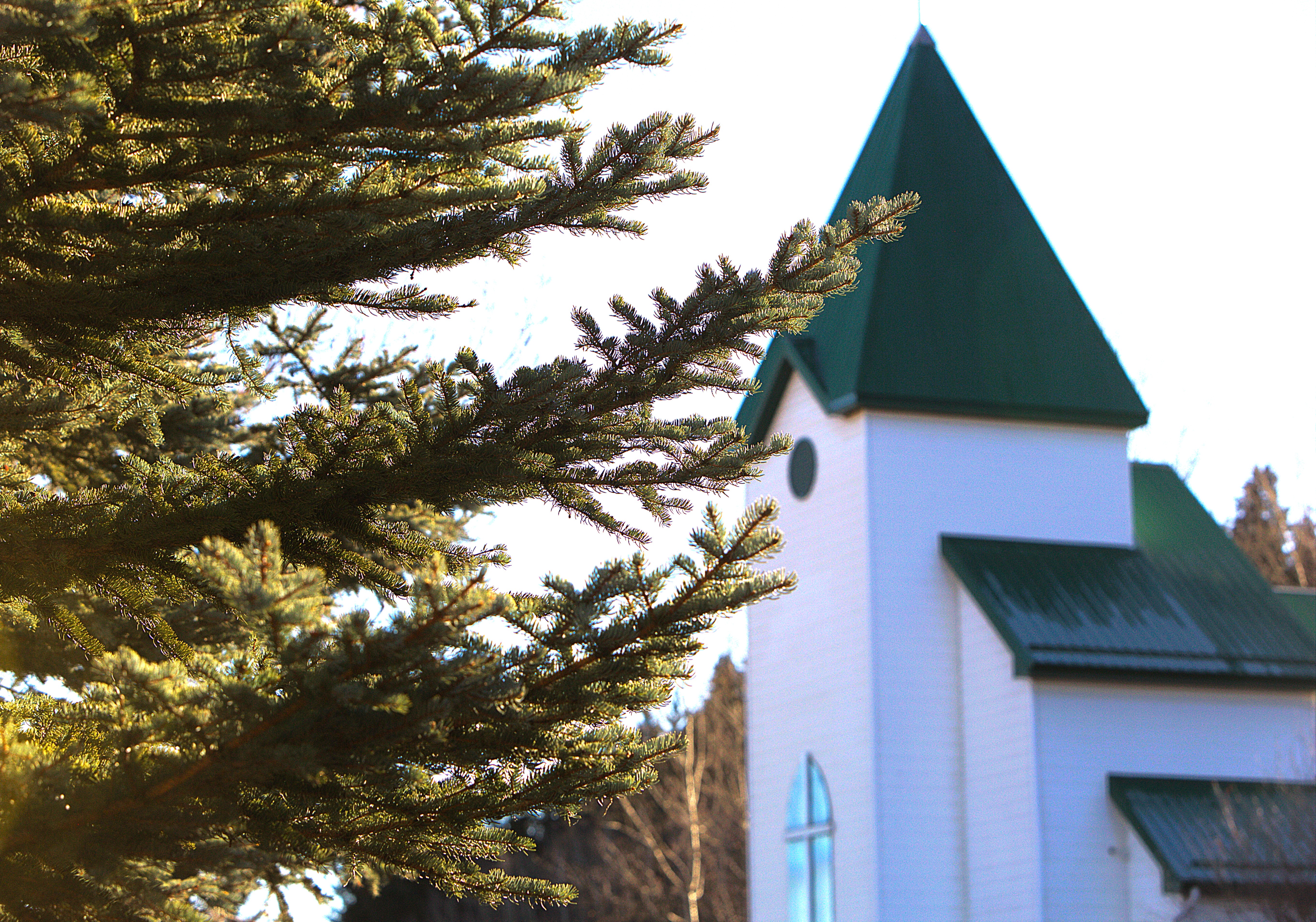 Cochrane Hospice Society lighting Remembrance Tree for loved ones ...