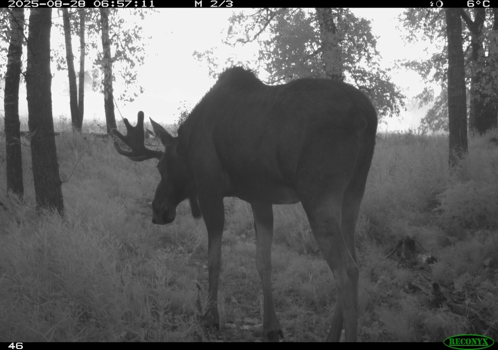 Wildlife study looks for volunteers near Highway 7 and Highway 2 ...